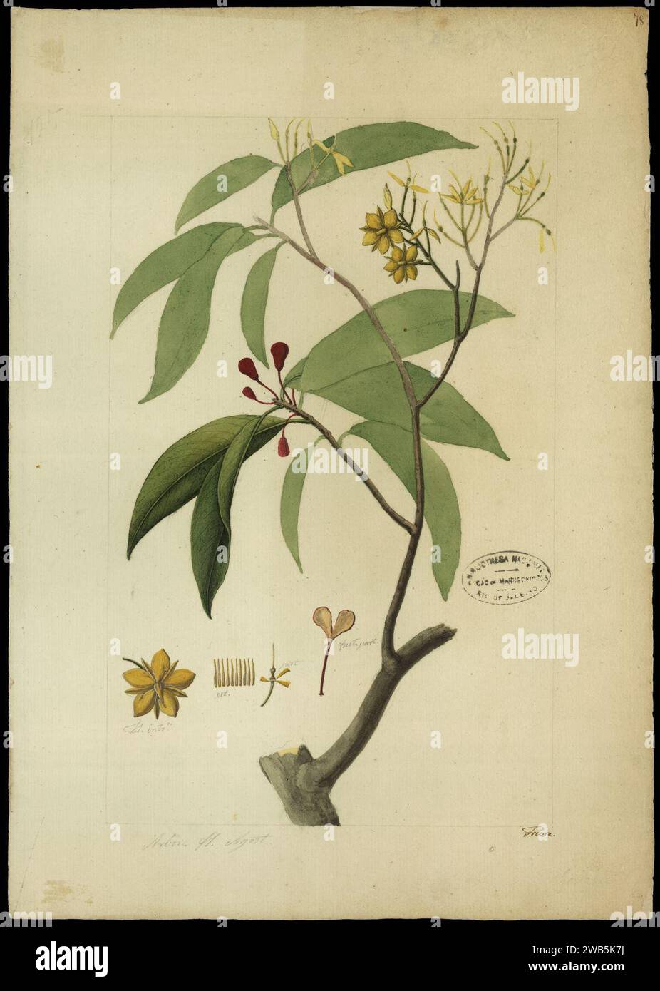 Ouratea hi-res stock photography and images - Alamy