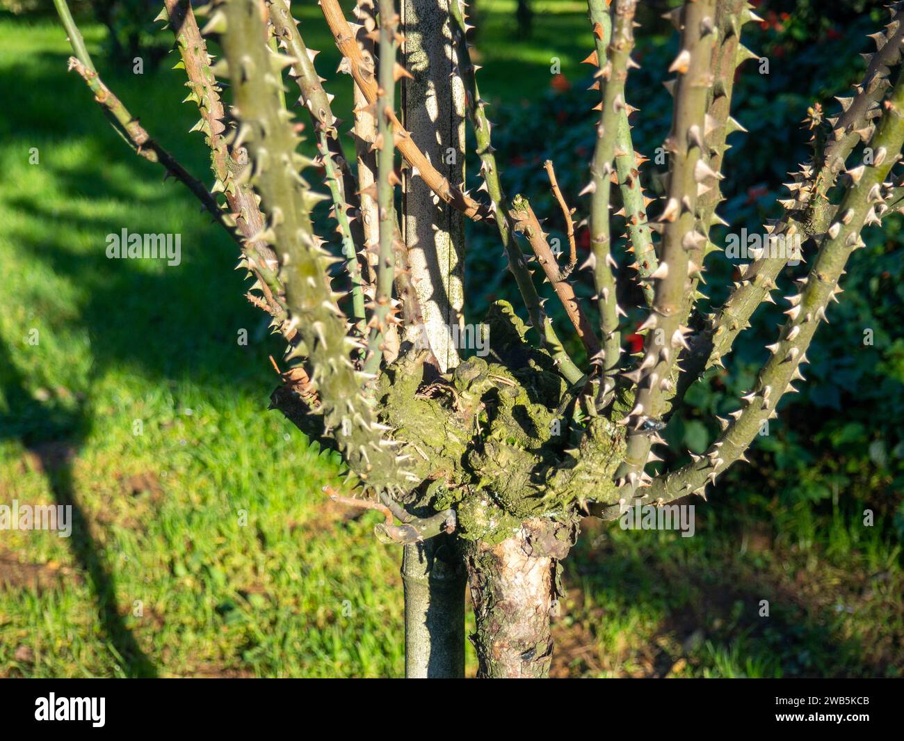Thorns on the stems of bushes. Trimmed rose bush. Prickly plant. No ...