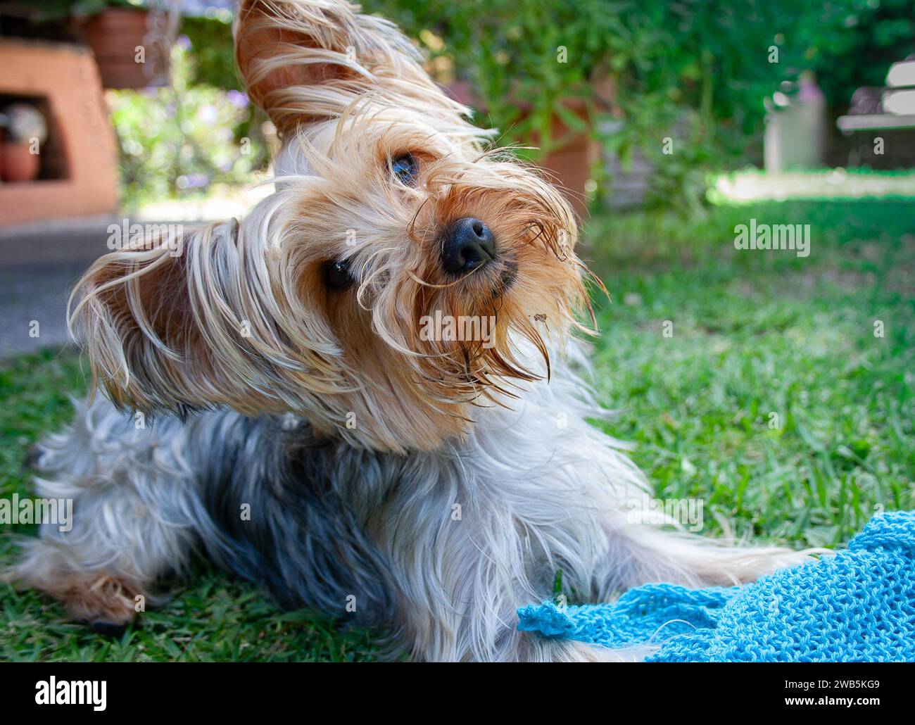 Golden and grey Yorkie lying on the grass and playing with his blue ...