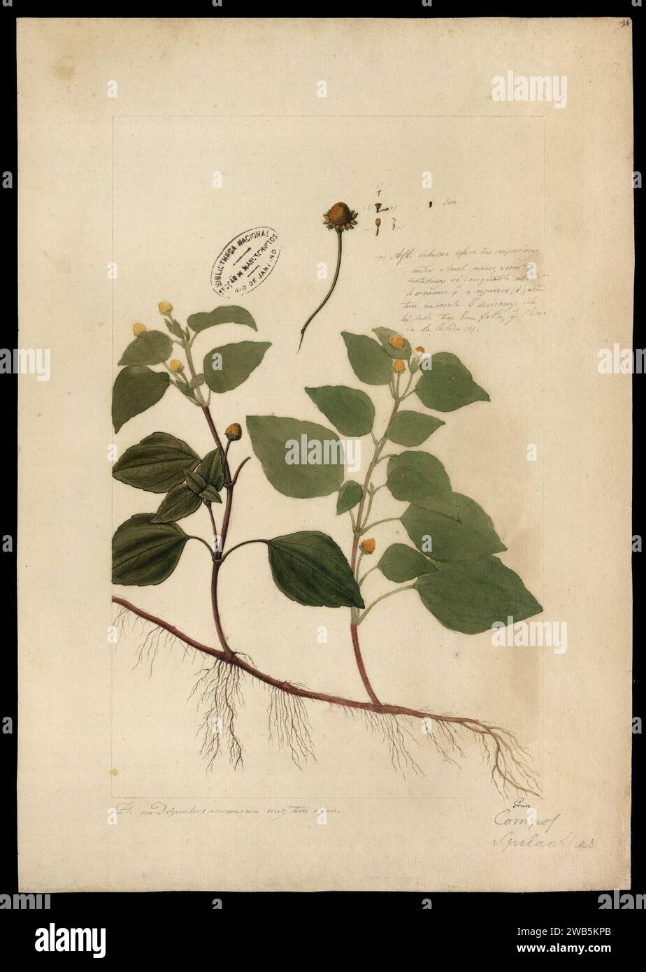 Spilanthes hi-res stock photography and images - Alamy