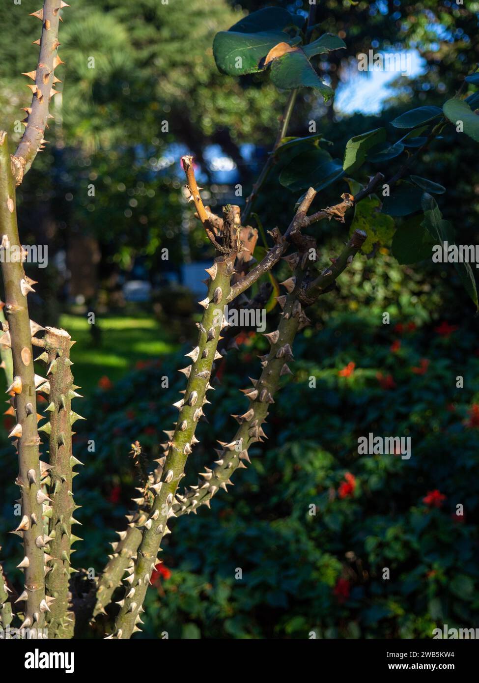 Thorns on the stems of bushes. Trimmed rose bush. Prickly plant. No ...