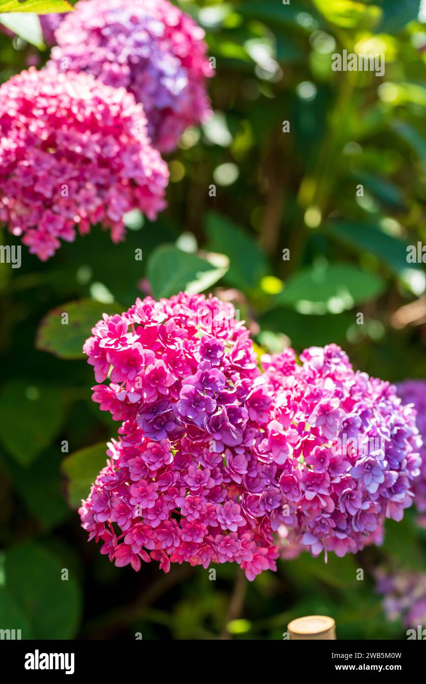 Hydrangea macrophylla flower full blooming in the garden Stock Photo ...