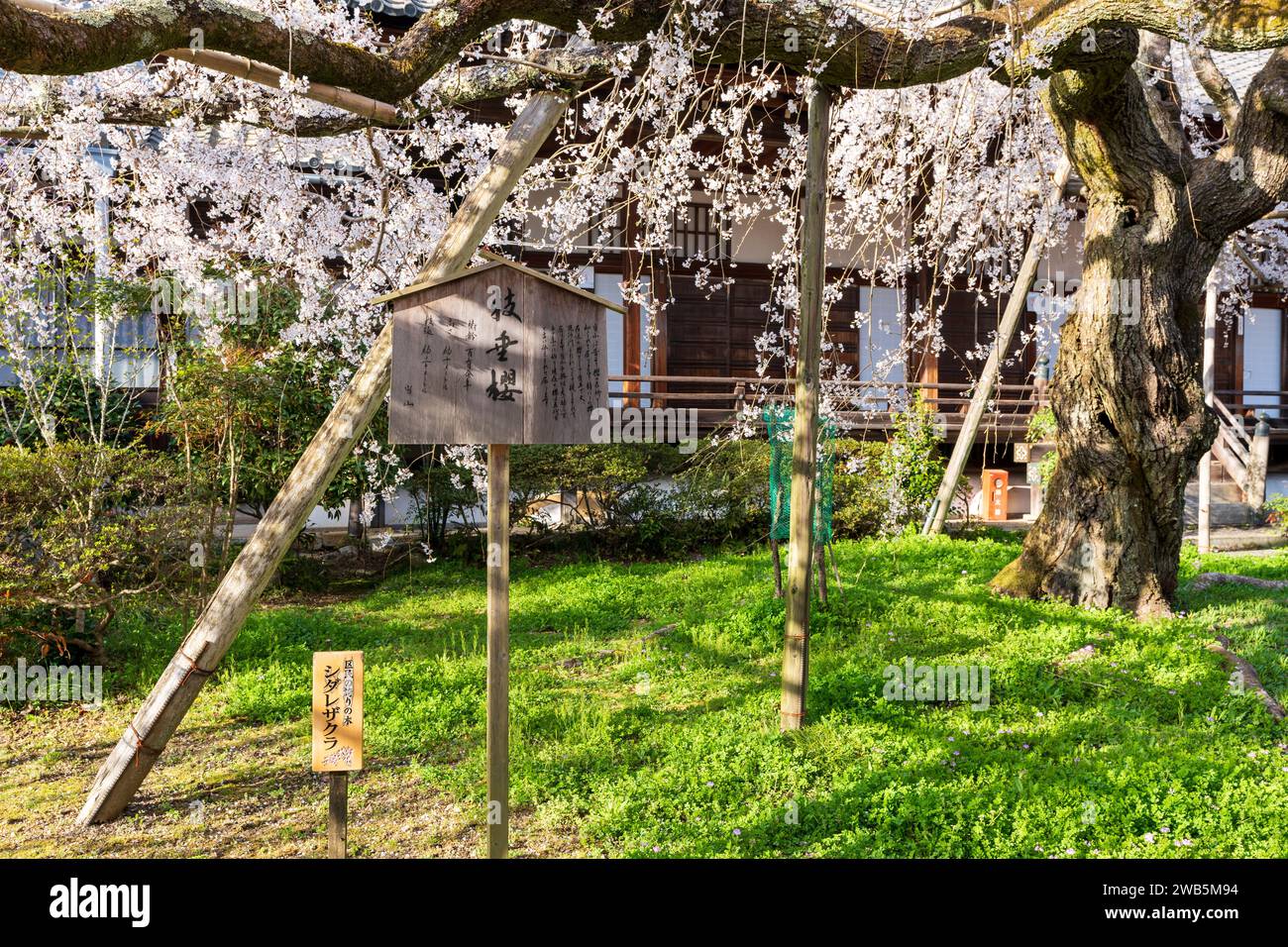 Cherry blossom in Bishamon-do Temple. Kyoto, Japan Stock Photo - Alamy