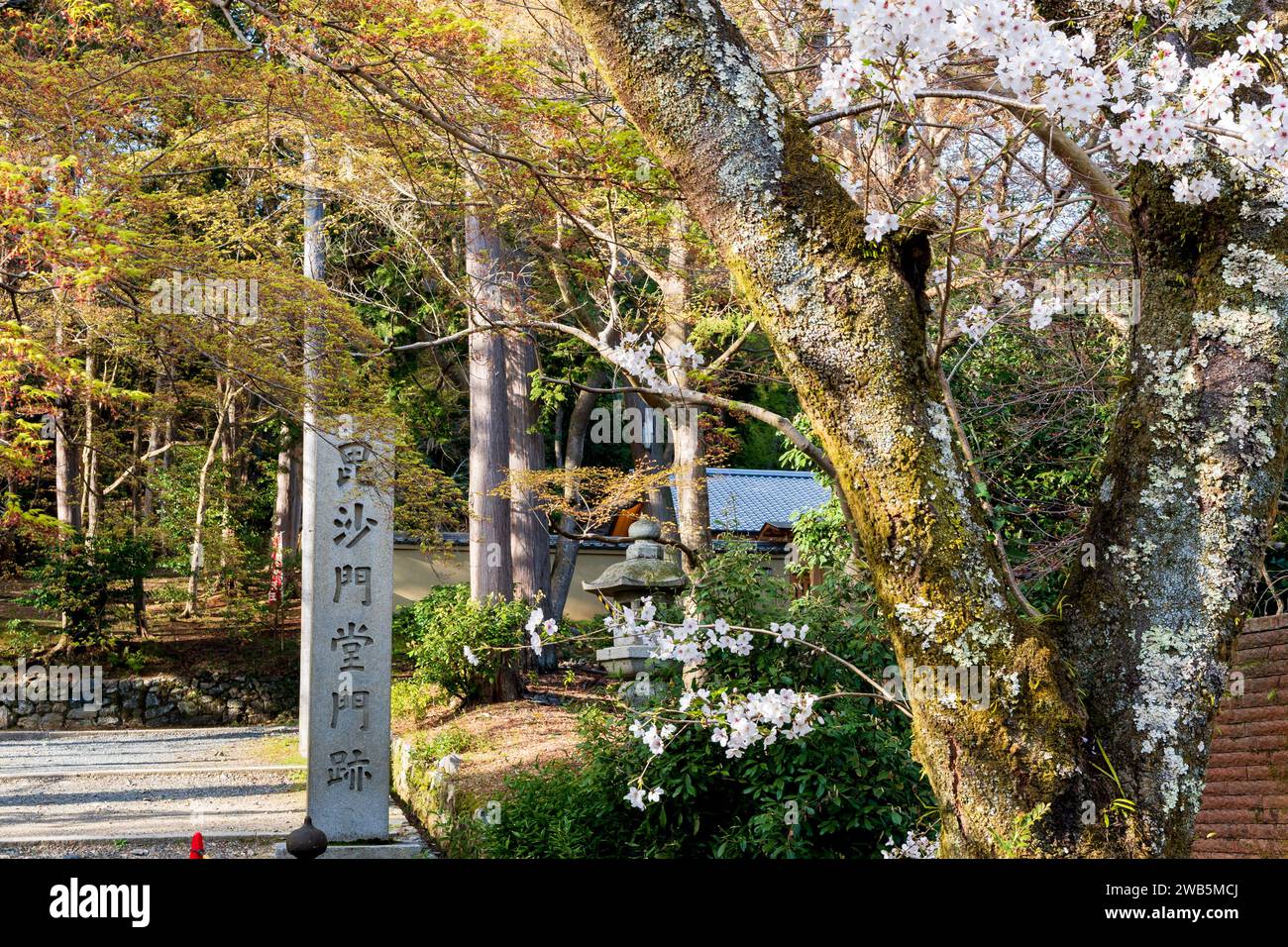 Cherry blossom in Bishamon-do Temple. Kyoto, Japan Stock Photo - Alamy