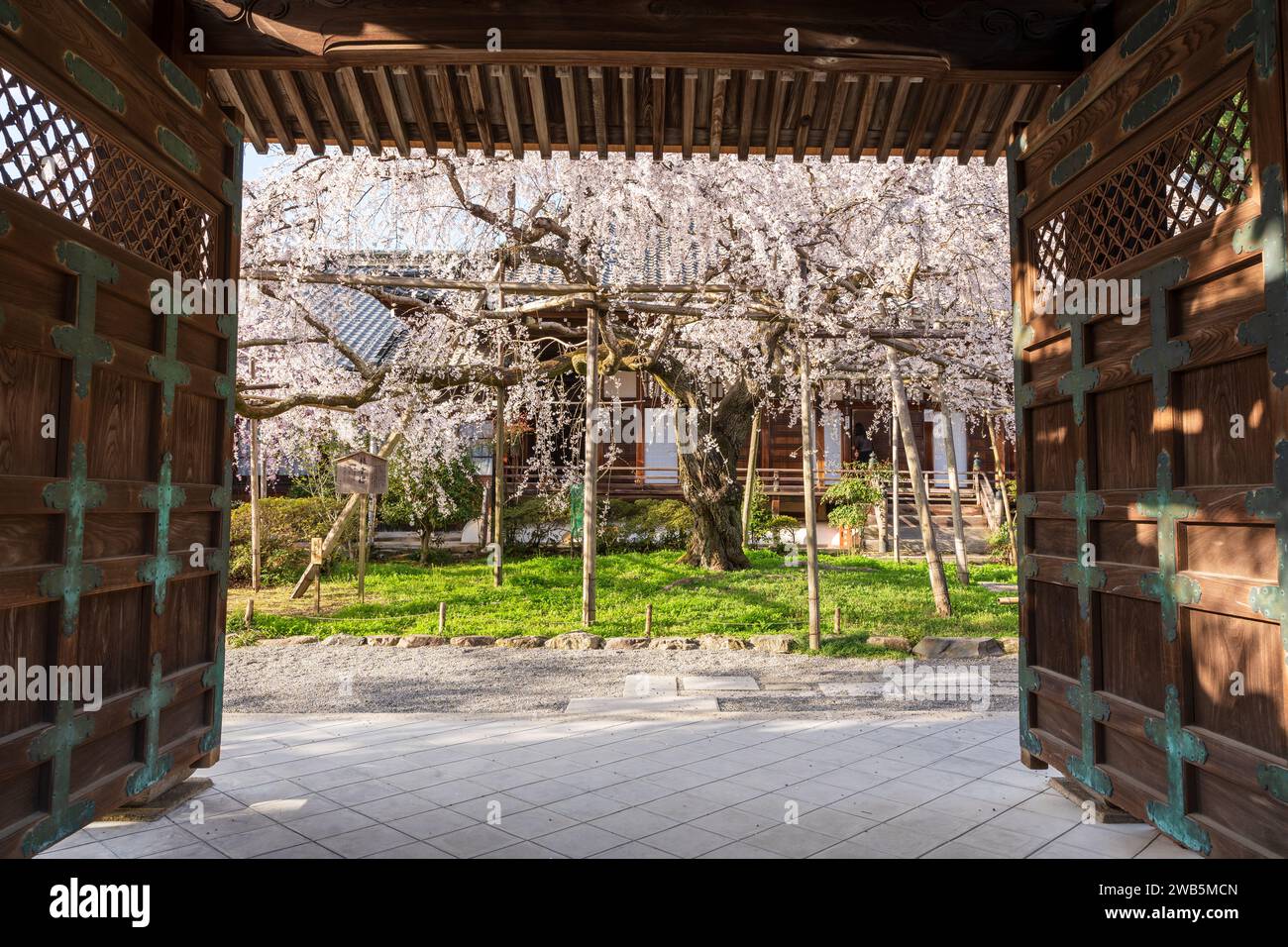 Cherry blossom in Bishamon-do Temple. Kyoto, Japan Stock Photo - Alamy
