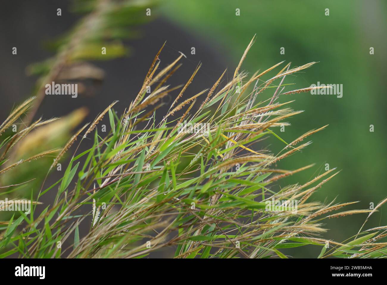 Andropogon hi-res stock photography and images - Alamy