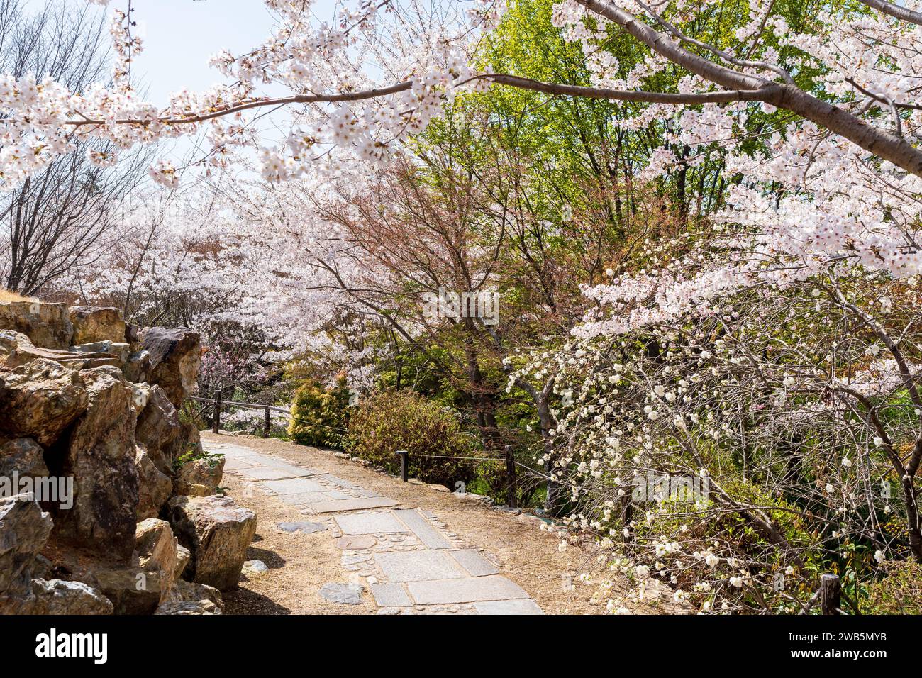 Cherry blossoms in Japanese Zen garden. Shogunzuka Mound and Seiryuden Shorenin Temple. Kyoto ...