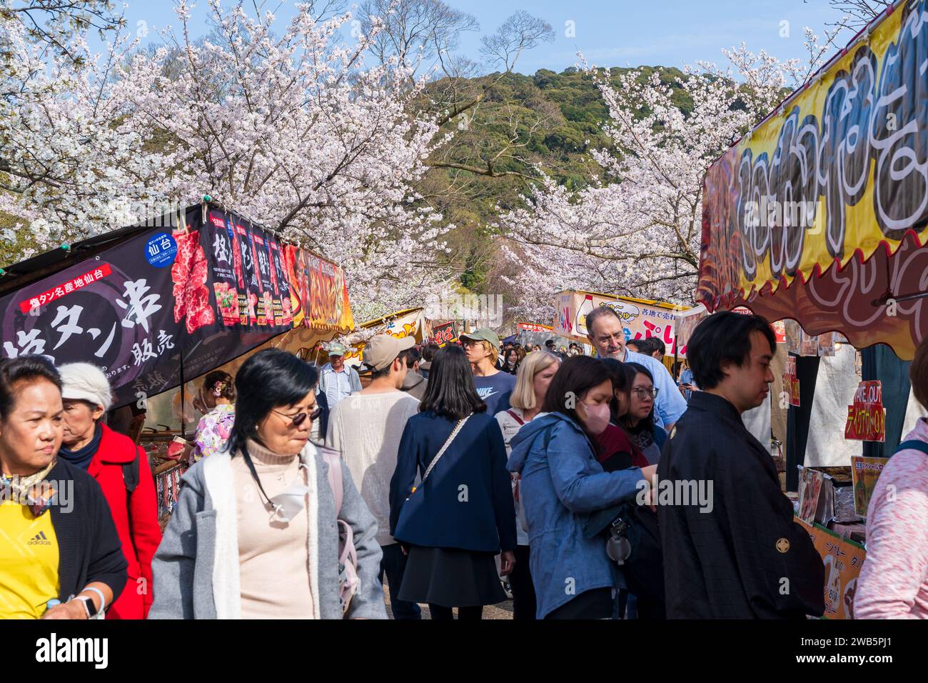 Kyoto, Japan - March 27 2023 : Crowds of people come to cherry blossom ...
