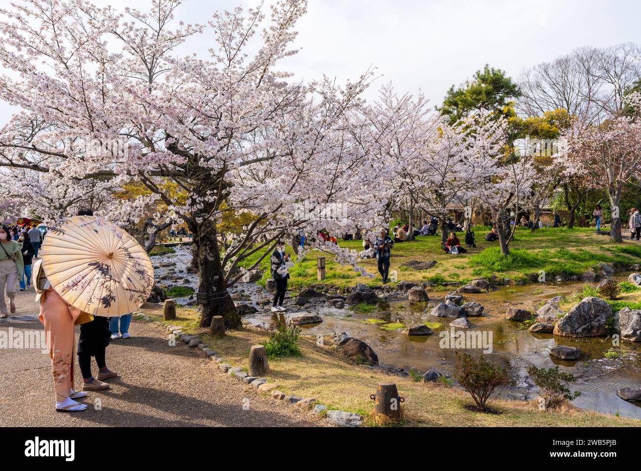 Kyoto, Japan - March 27 2023 : Crowds of people come to cherry blossom festival in Maruyama Park ...
