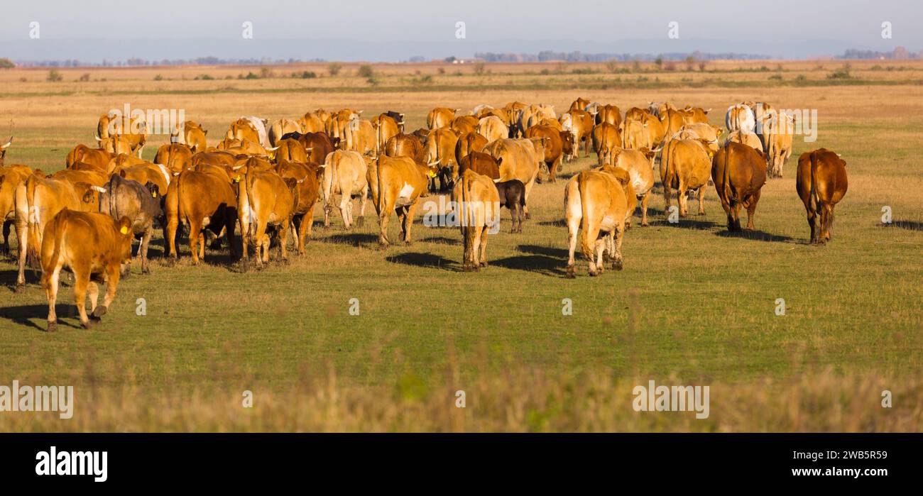 Illustration of herd of cows in the steppes of Hortobagy Stock Photo ...