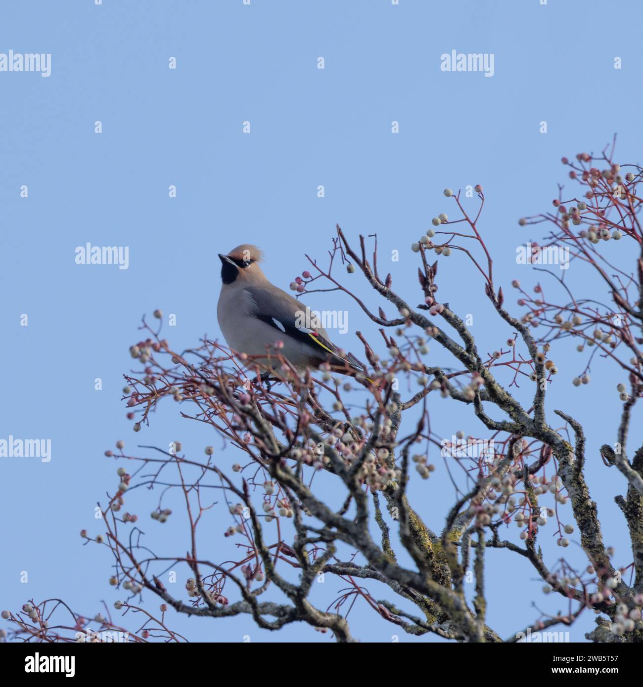 Waxwing bird feeding on Rowan berries Stock Photo - Alamy