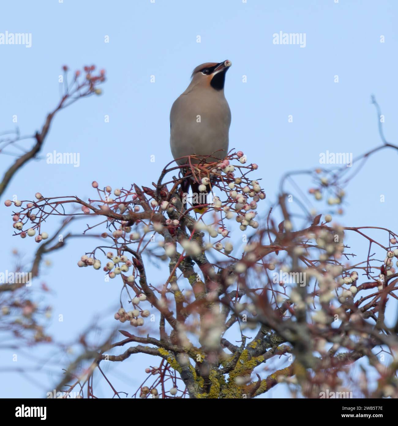 Waxwing bird feeding on Rowan berries Stock Photo - Alamy