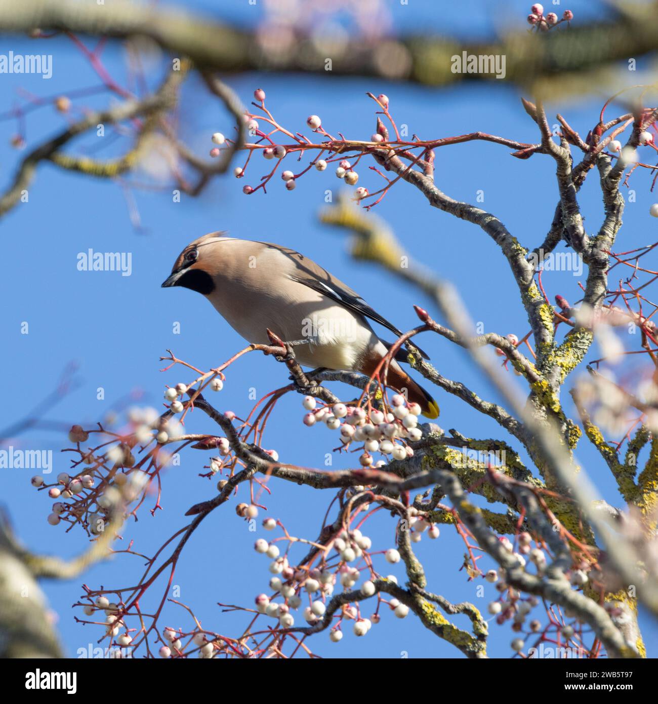 Waxwing bird feeding on Rowan berries Stock Photo - Alamy