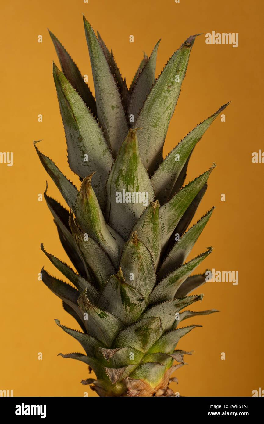 Pineapple growing isolated hi-res stock photography and images - Alamy