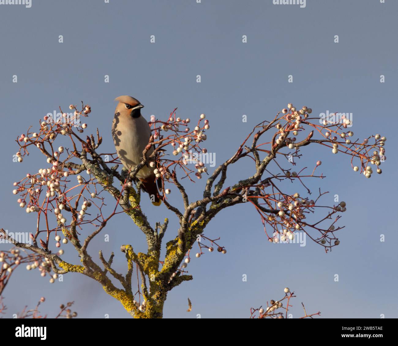Waxwing bird feeding on Rowan berries Stock Photo - Alamy