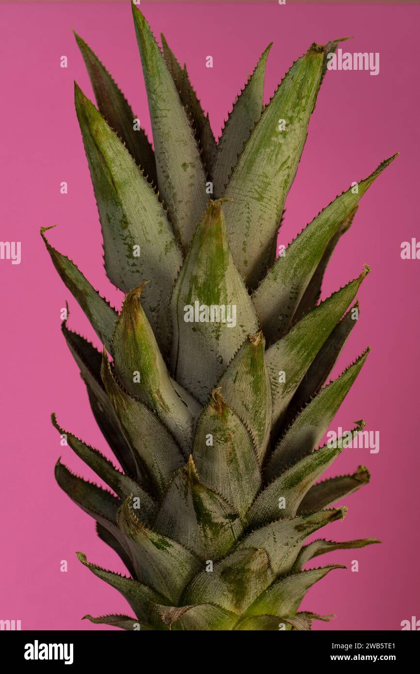 Green growing pineapple top crown on pink background Stock Photo - Alamy