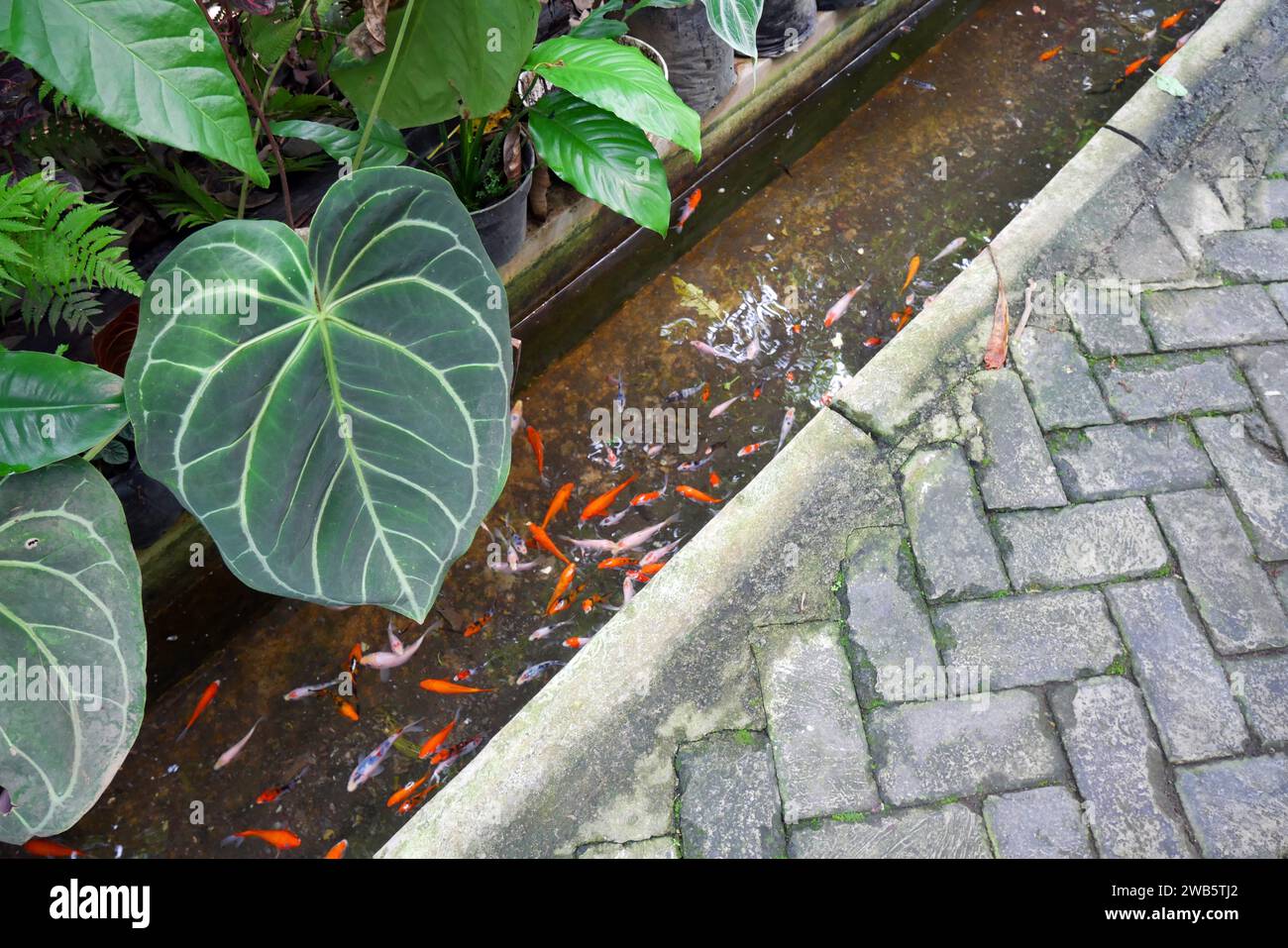 Fish gutter hi-res stock photography and images - Alamy