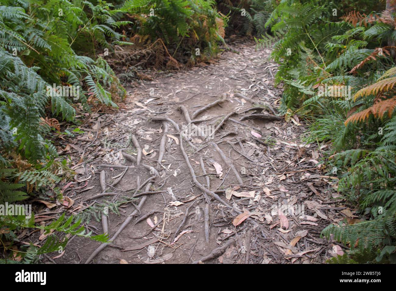 tree roots in the way through the forest Stock Photo - Alamy