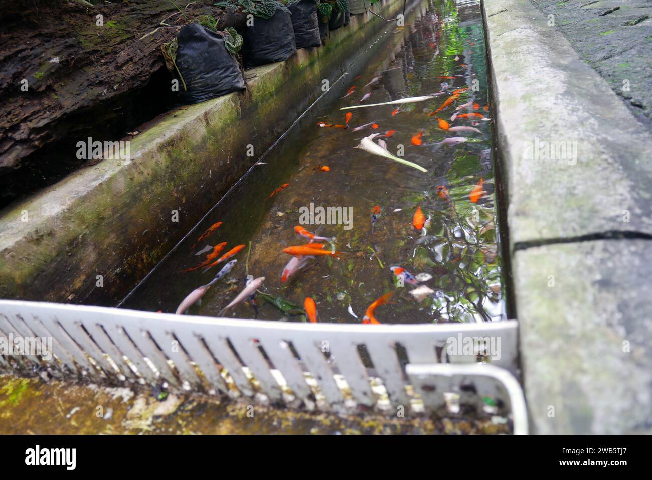 Ornamental fish in the gutter, the water ditch is full of fish. Ecology ...