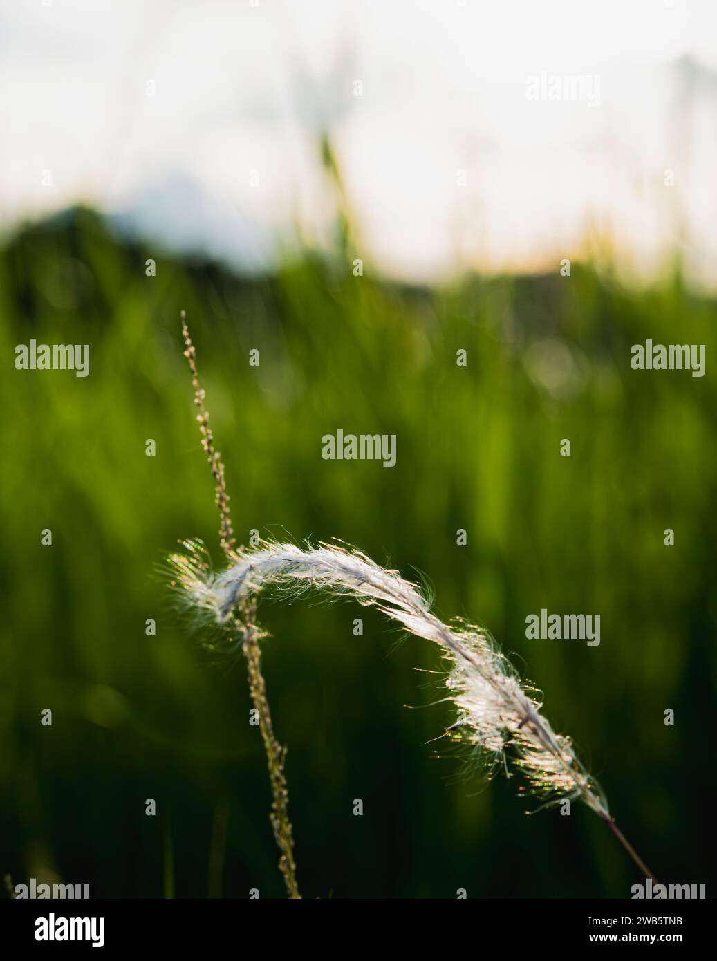 cogon grass (Imperata cylindrica) plant is a common sight in fields and ...
