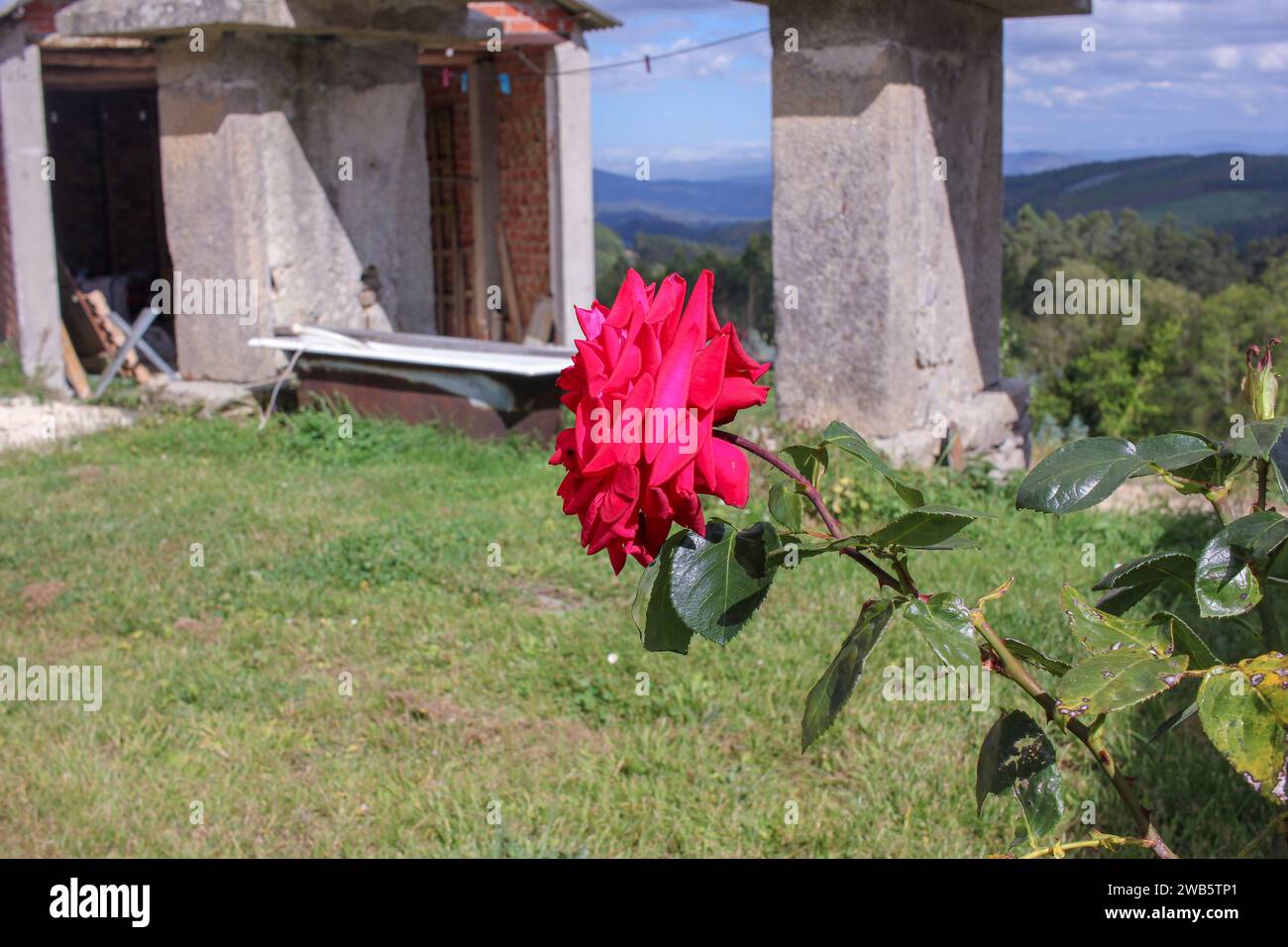 In the embrace of spring, a red rose unfolds its velvety petals, a ...