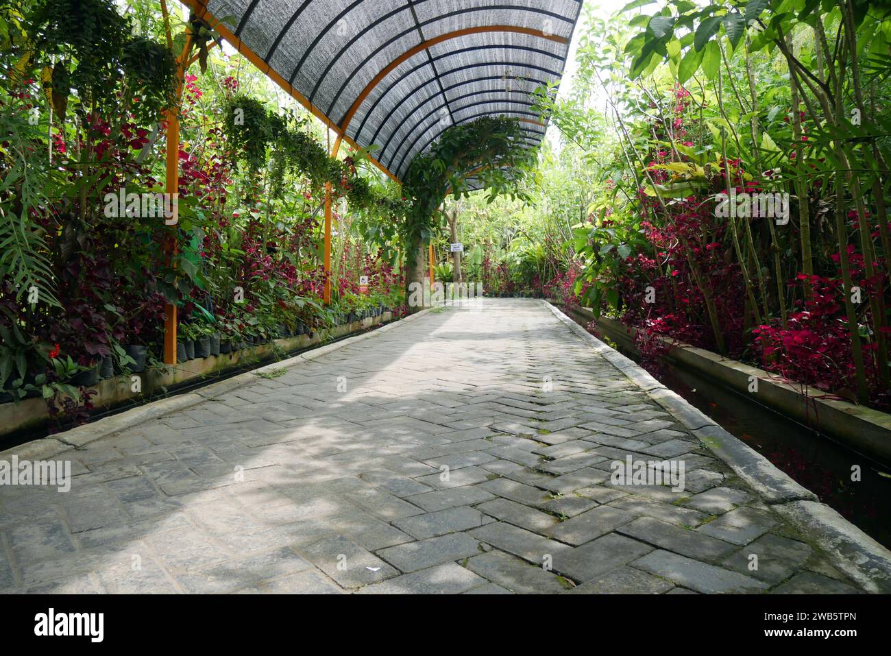 Environmentally friendly paving path with healthy plants around it ...