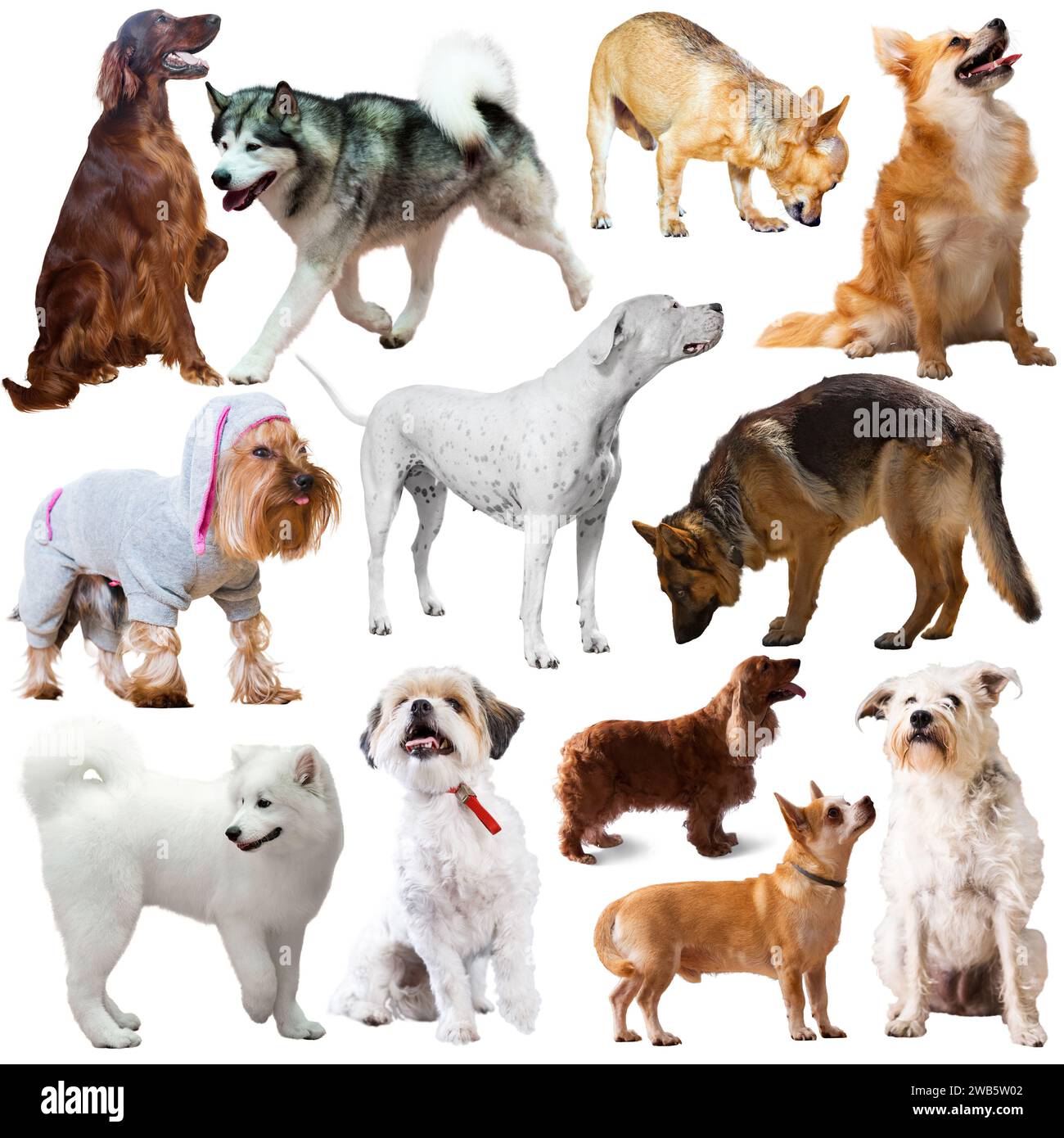 Large group of dogs isolated on a white background Stock Photo - Alamy