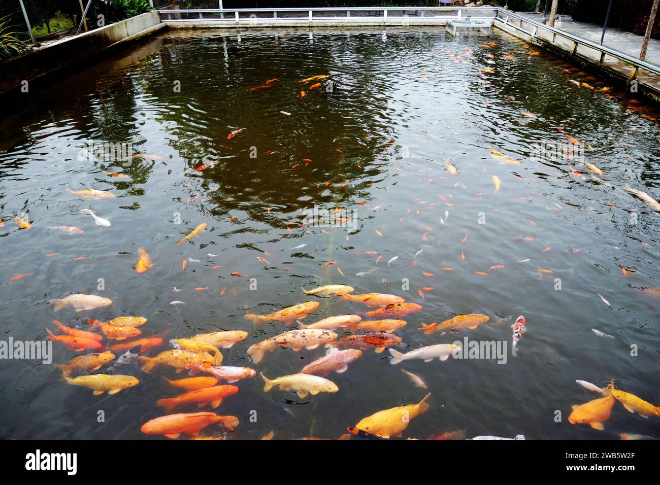 Tilapia and koi cultivation ponds at tourist locations in the city of ...