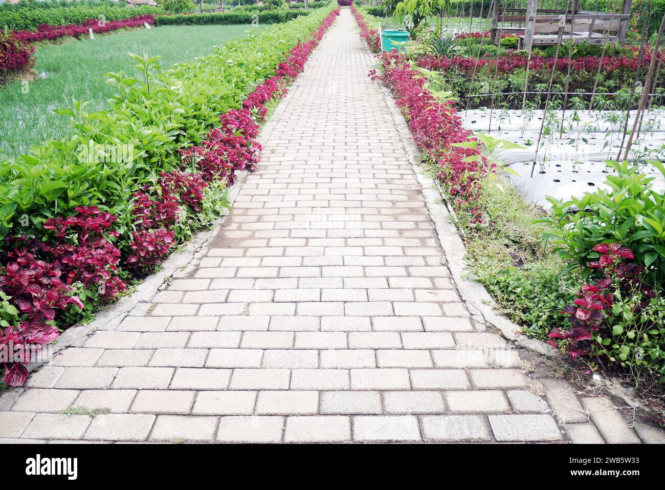Environmentally friendly paving path with healthy plants around it ...
