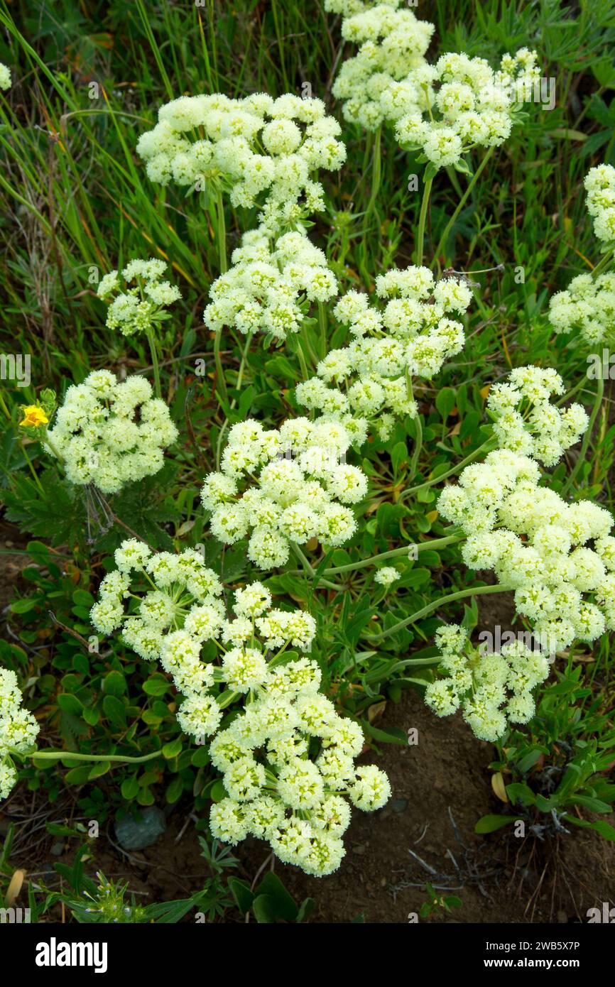 Buckwheat along Refuge Point Trail, Madison River Canyon Earthquake ...