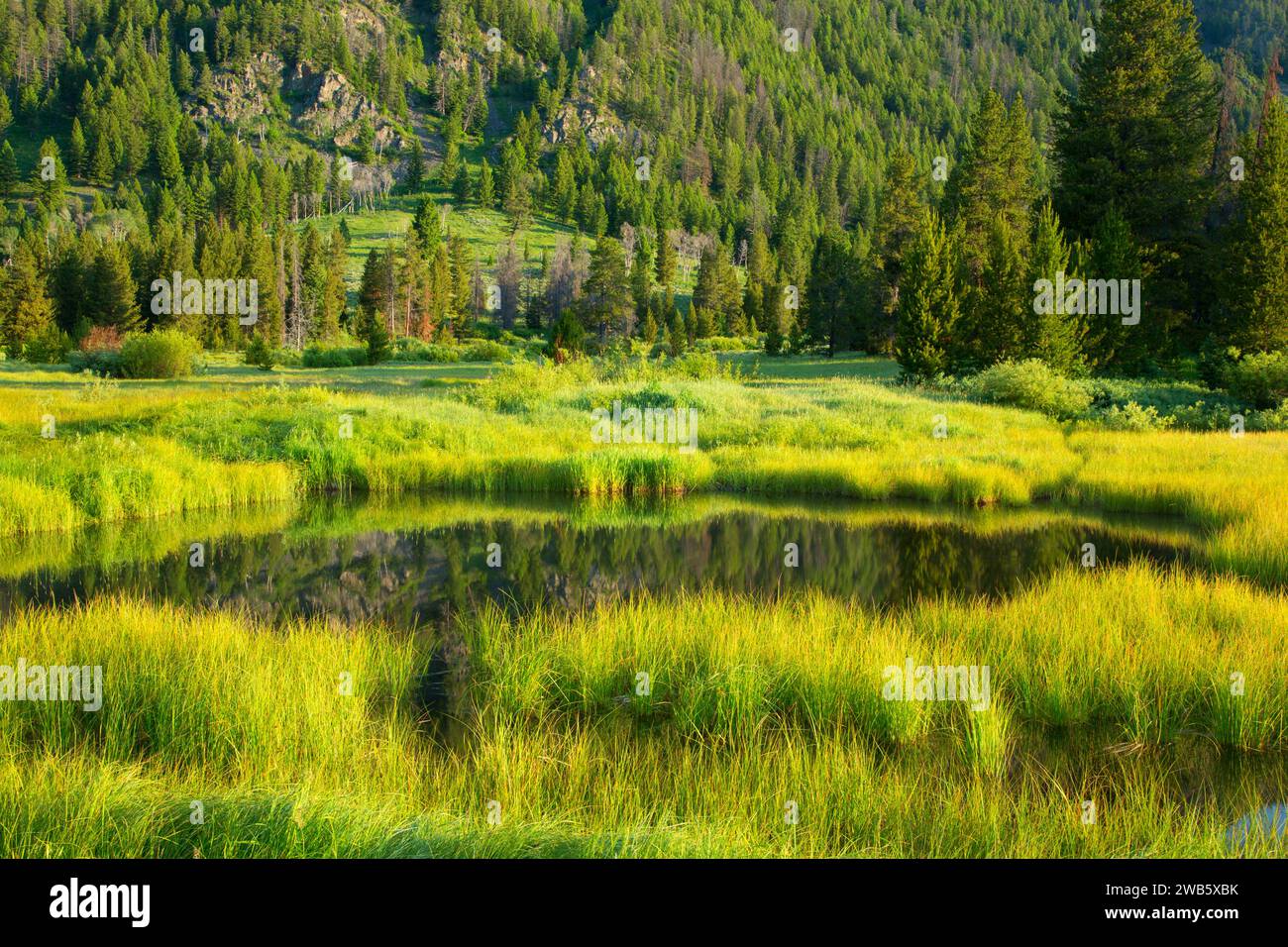 Beaver Creek pond, Madison River Canyon Earthquake Area, Gallatin National Forest, Montana Stock ...