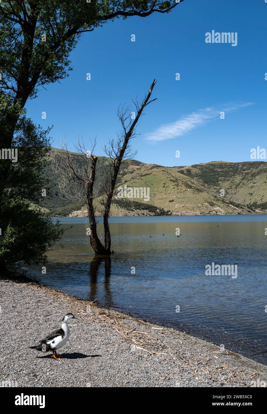 Road trip around the South Island of New Zealand. Lake Forsyth is a ...