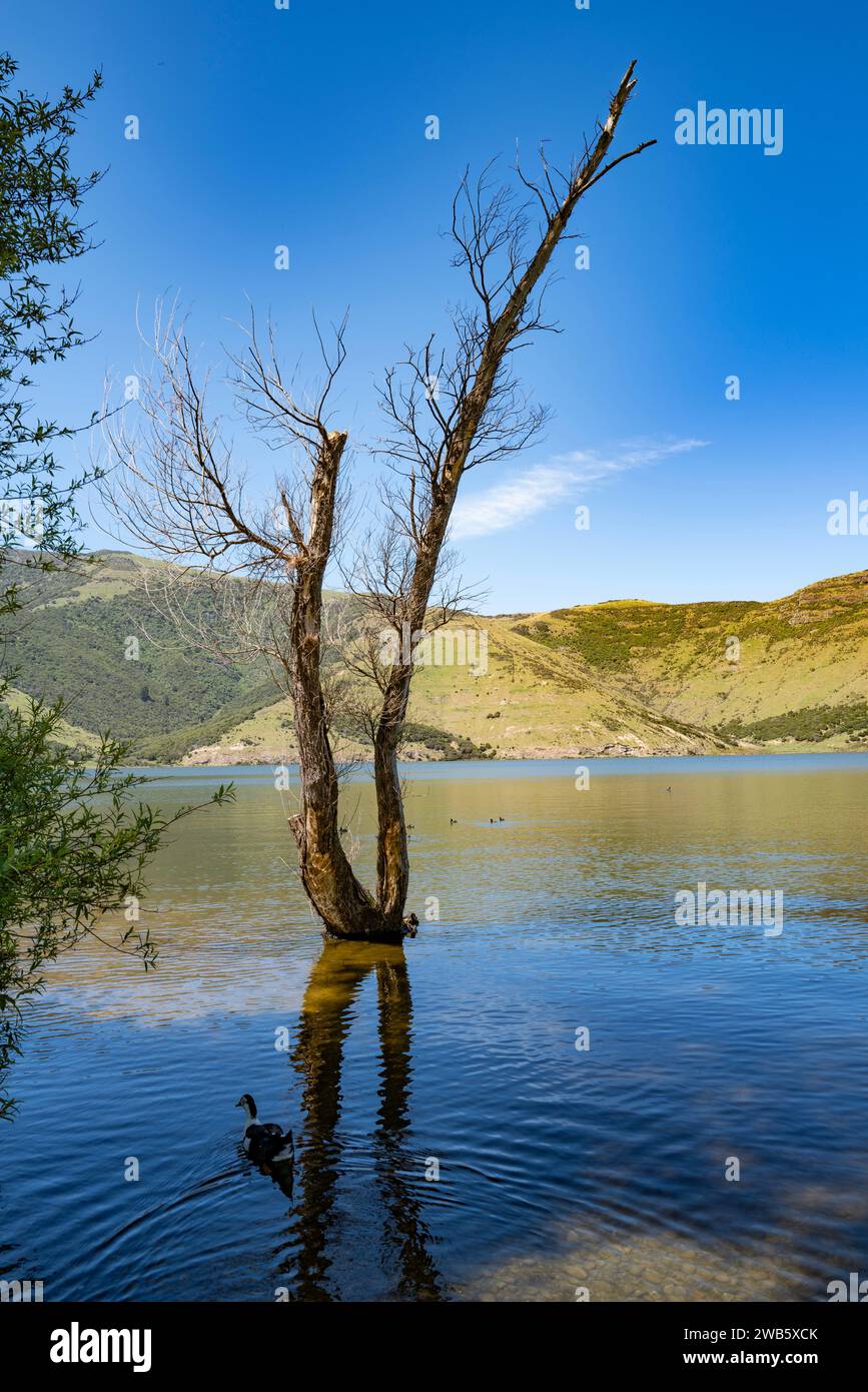 Road trip around the South Island of New Zealand. Lake Forsyth is a ...