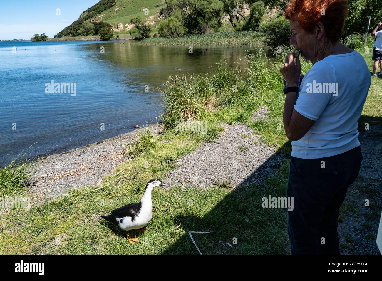 Road trip around the South Island of New Zealand. Lake Forsyth is a ...