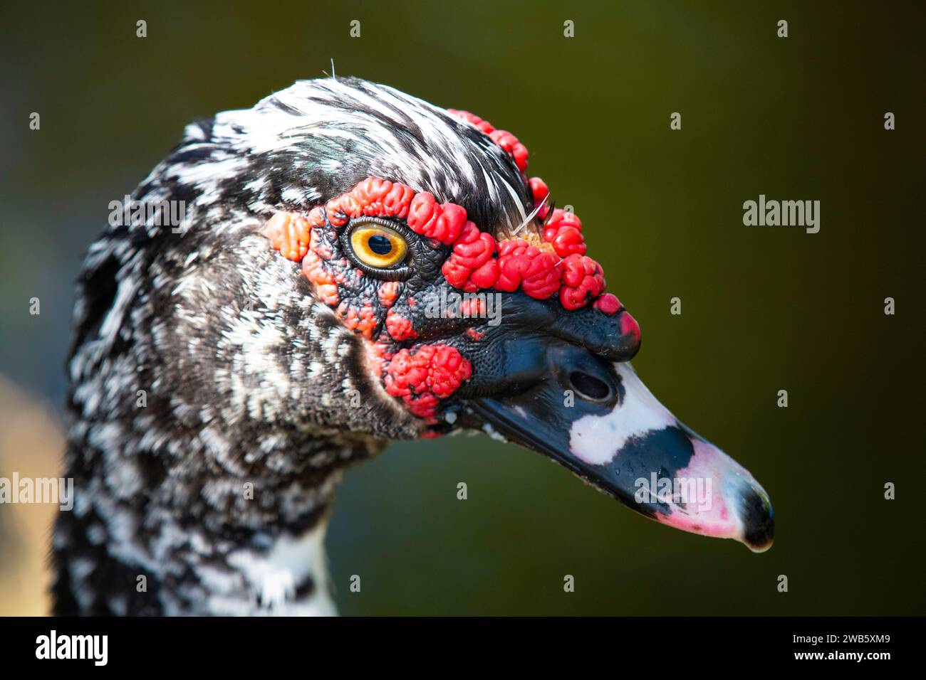 Patos de colores hi-res stock photography and images - Alamy