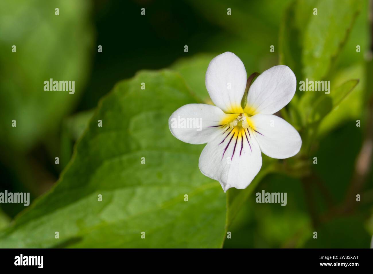 Canada violet (Viola canadensis), Absaroka Beartooth Wilderness ...