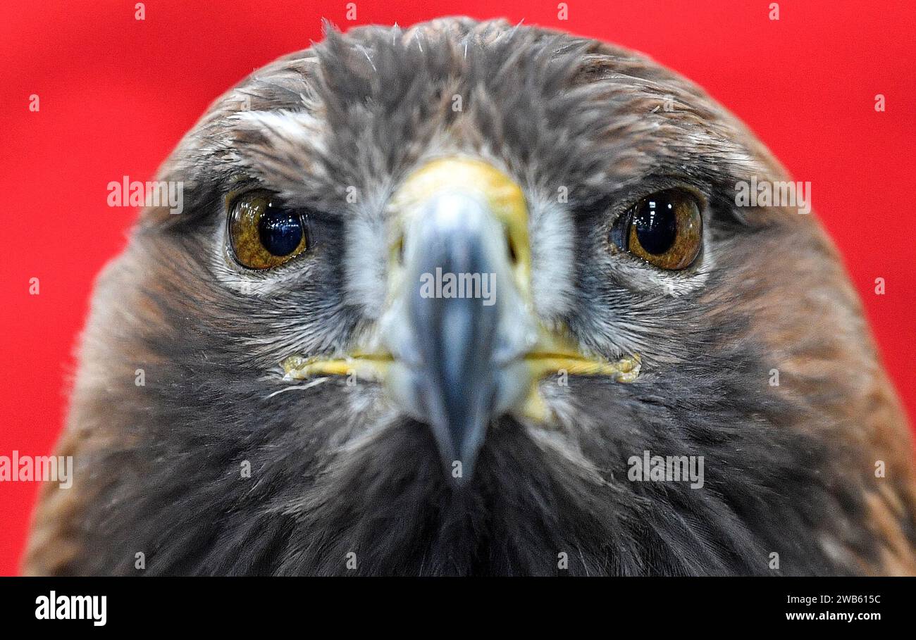 FILE - Golden eagle Inka looks to the visitors at the hunting fair in ...