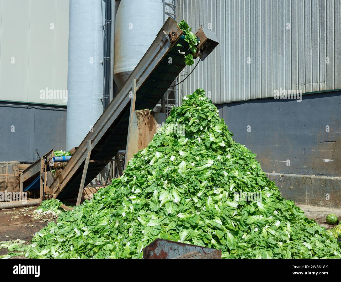 Large bunch of green lettuce leaves under conveyor outdoors Stock Photo ...
