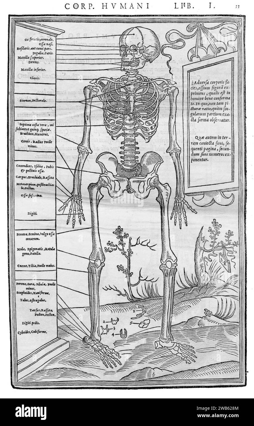 13 Charles Estienne 1545 Stock Photo - Alamy