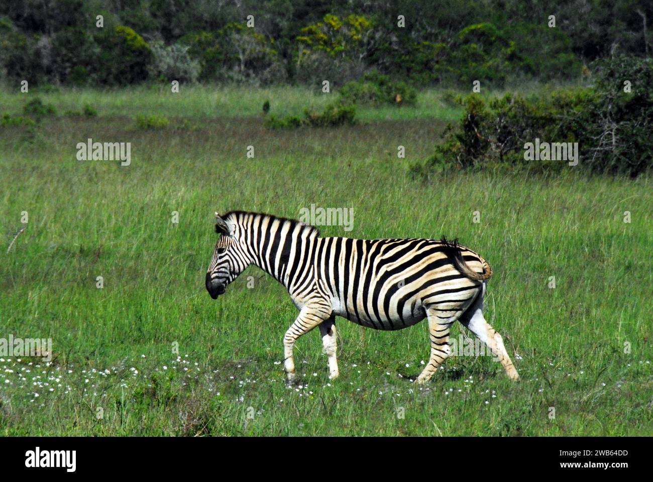A charming image of a wild Zebra walking in wildflowers in the South ...