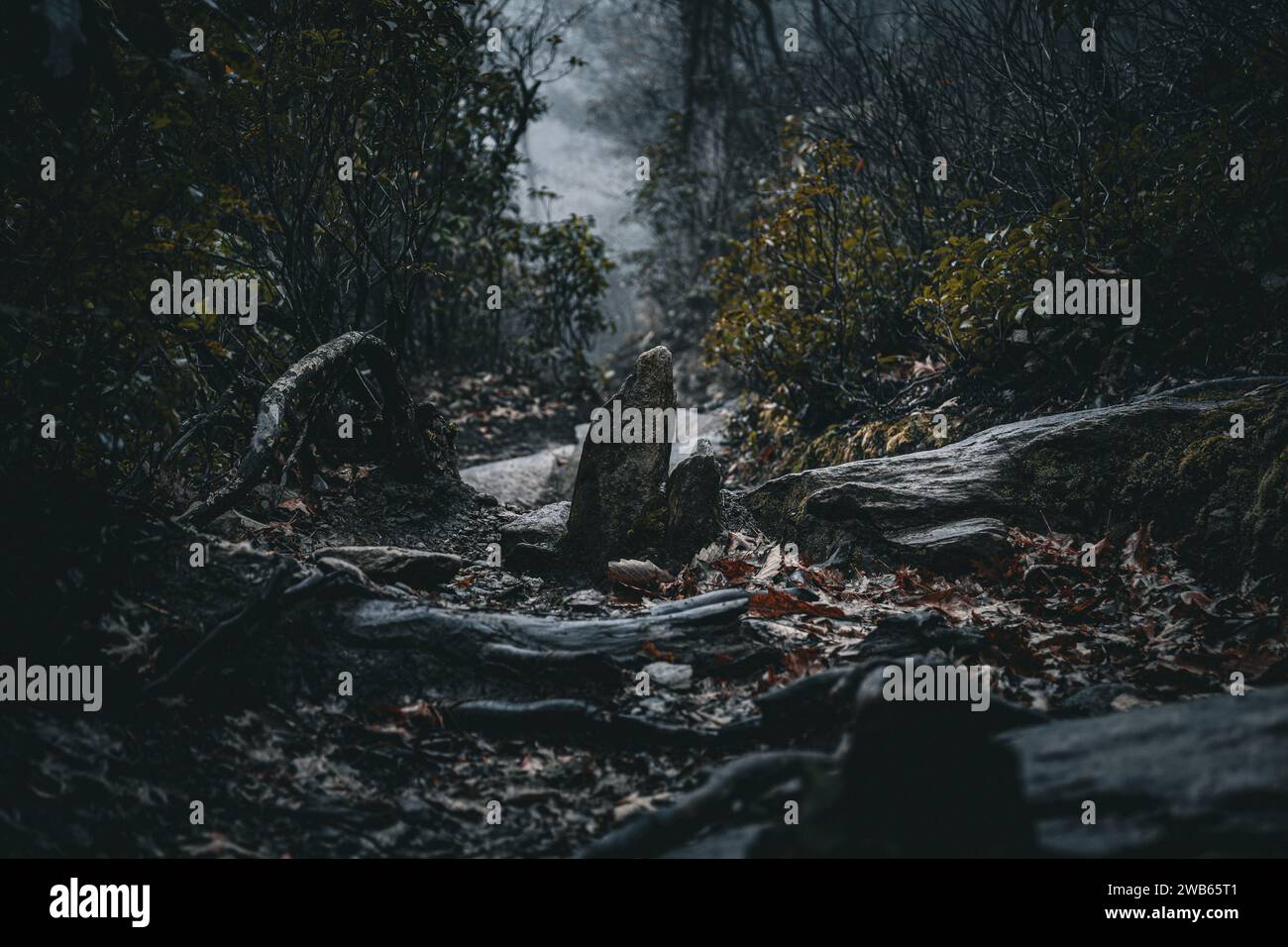 Forest Pathway Littered with Rocks, Leaves and dead logs Stock Photo ...