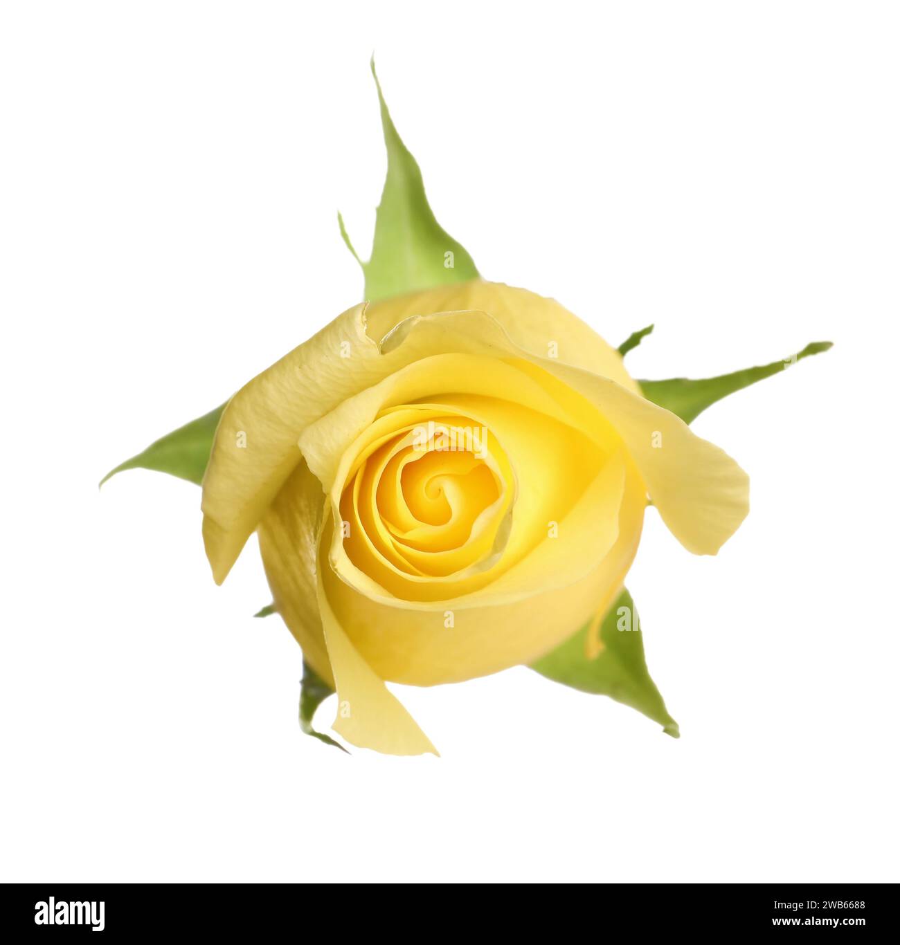 Beautiful fresh yellow rose isolated on white Stock Photo - Alamy