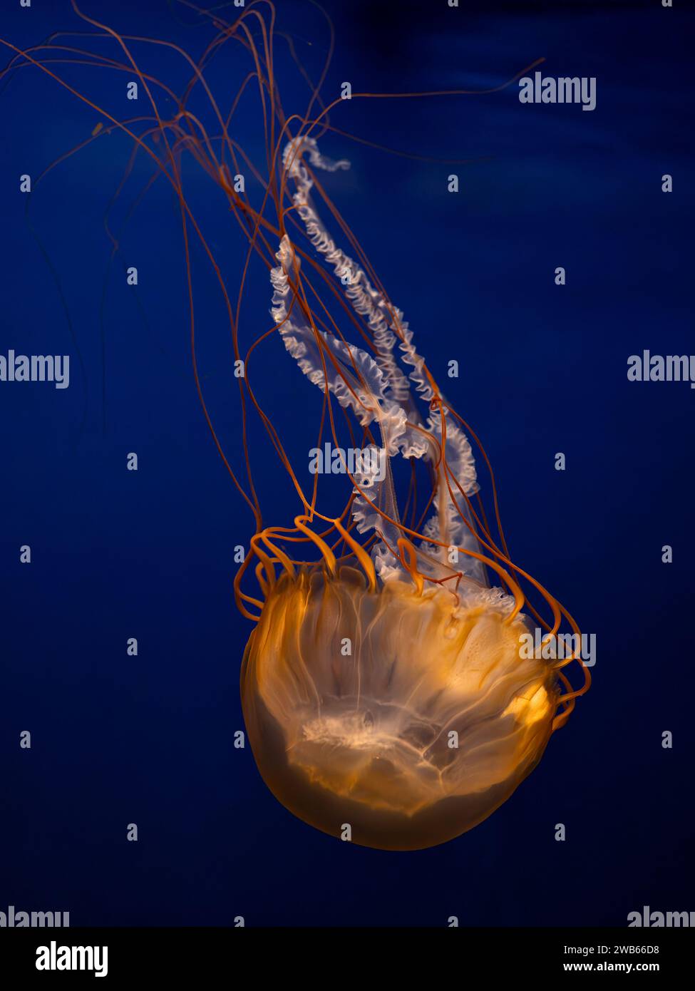Japanese sea nettle Stock Photo - Alamy