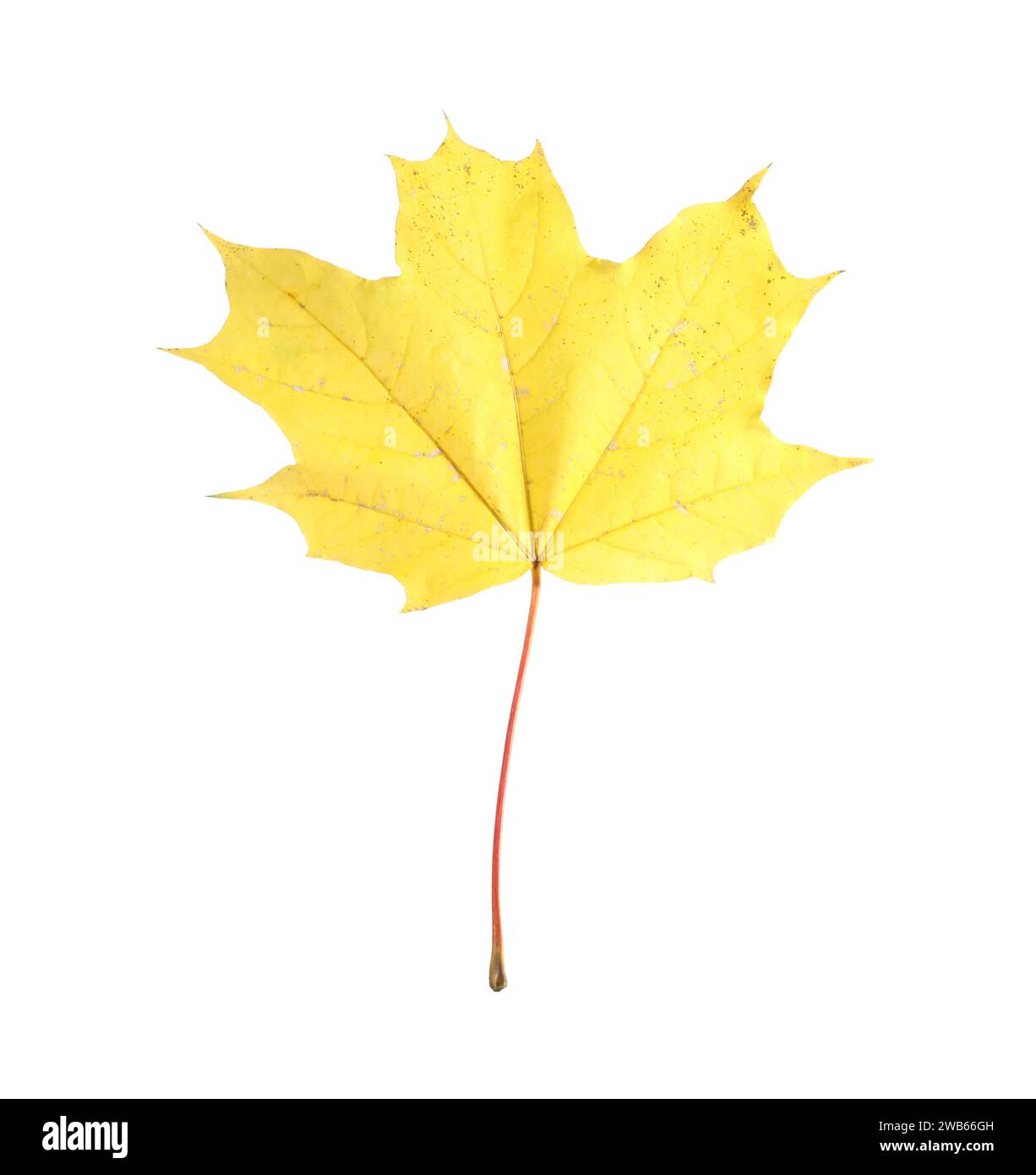 One maple leaf hi-res stock photography and images - Alamy