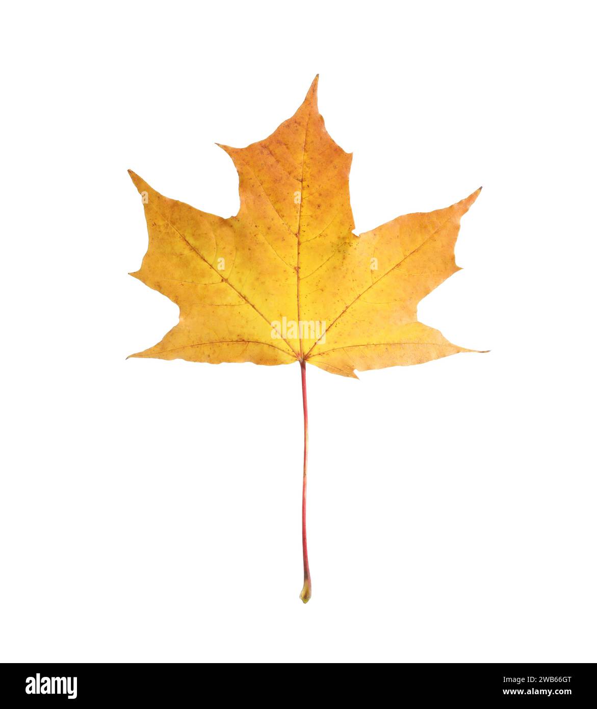 Autumn season. One maple leaf isolated on white Stock Photo - Alamy