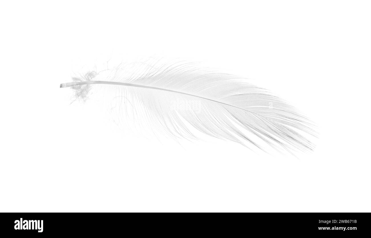 Beautiful fluffy bird feather isolated on white Stock Photo - Alamy
