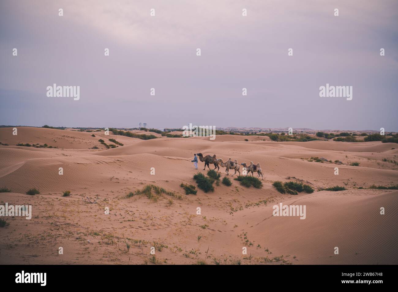Caravan of camels. Kubuqi desert, Xiangshawan Resort, Inner Mongolia ...