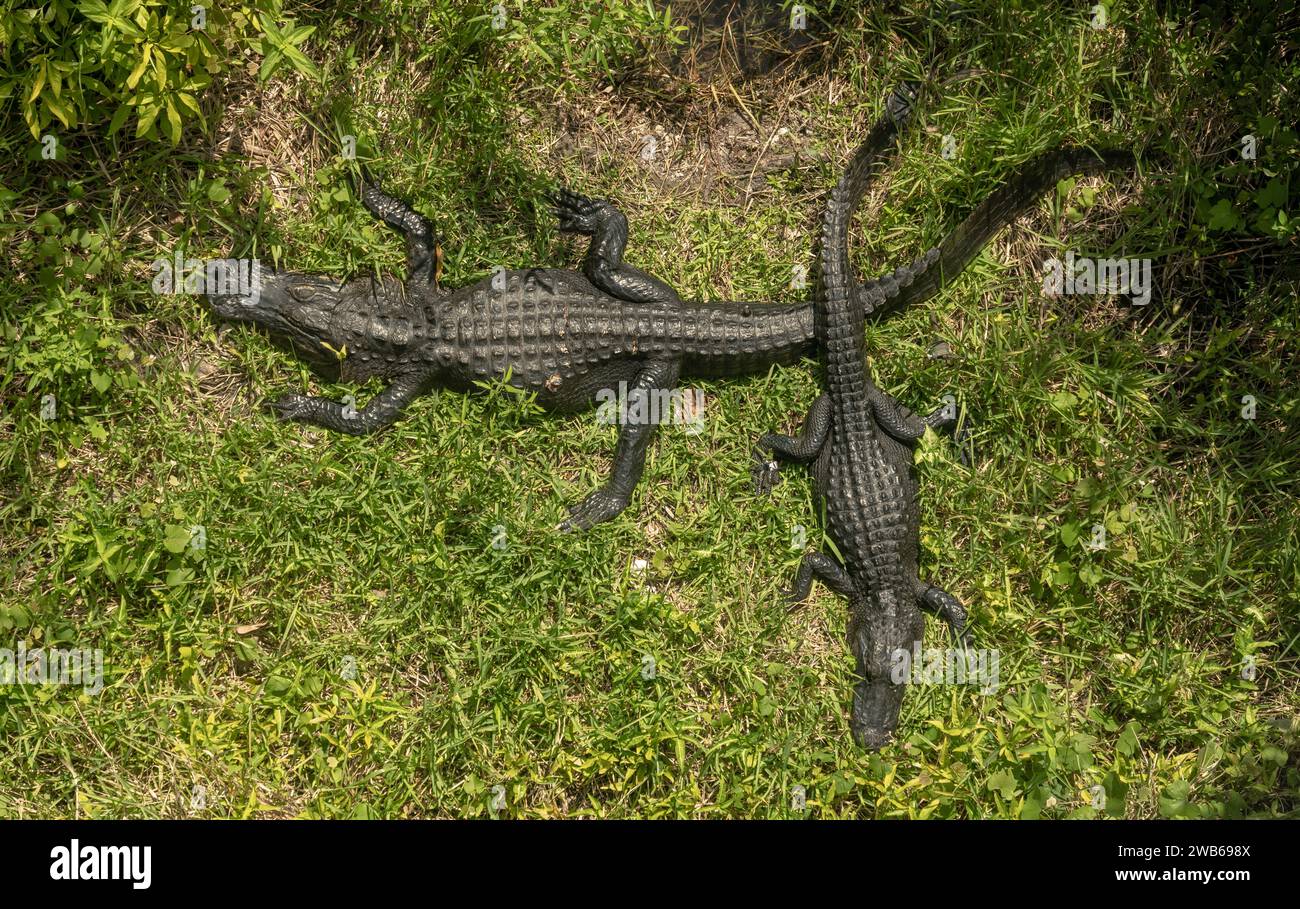 Two Sleeping Alligators Cross Tails while napping in a swamp Stock ...