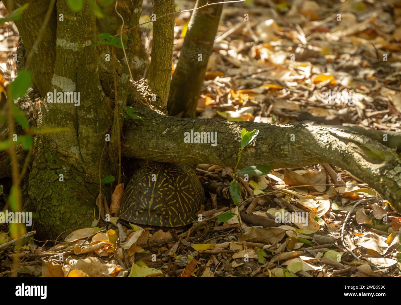 Turtle Attempts to Hide Under Low Tree Branch in Everglades forest ...