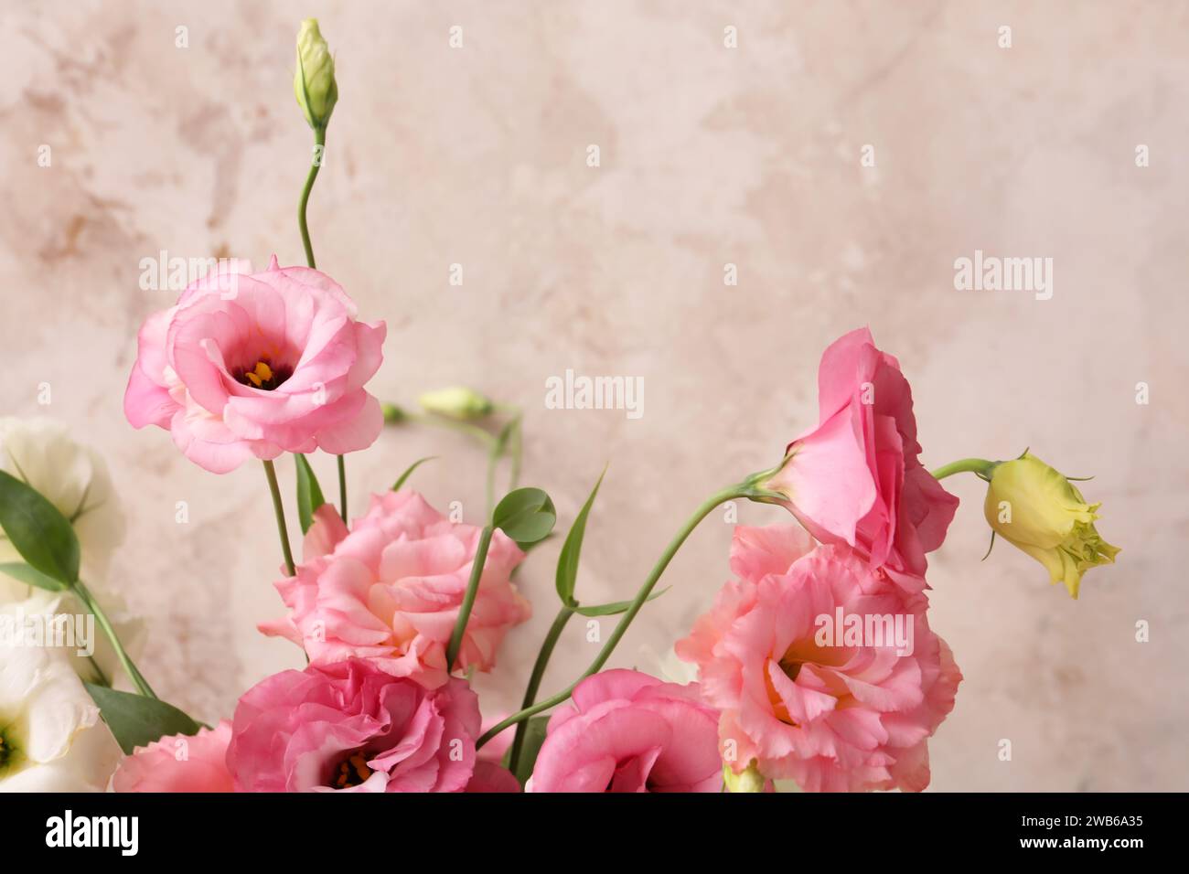 Beautiful pink eustoma flowers hi-res stock photography and images - Alamy